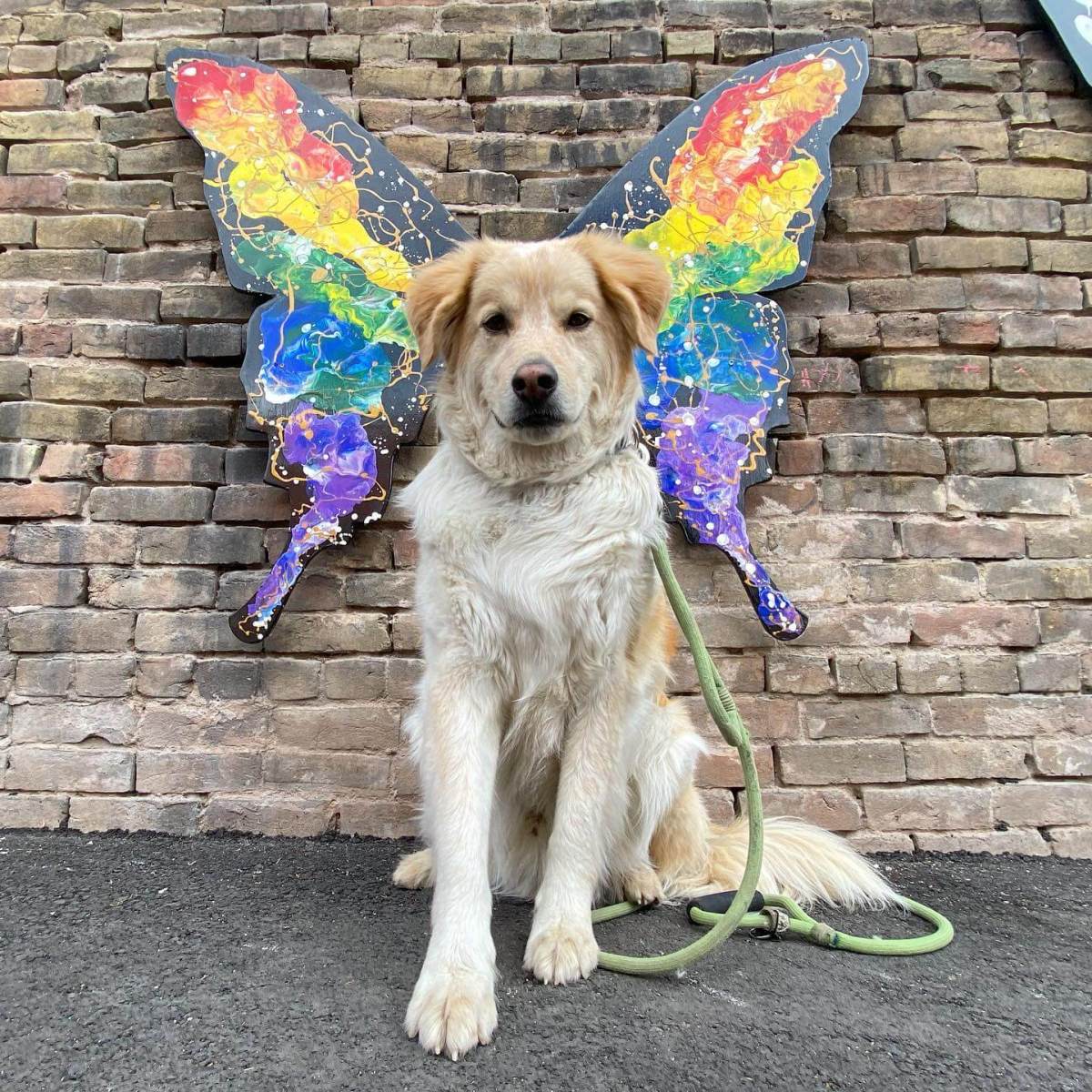 Woofs, Wheels and Walkers: How to Share the Trails in Glenwood Springs