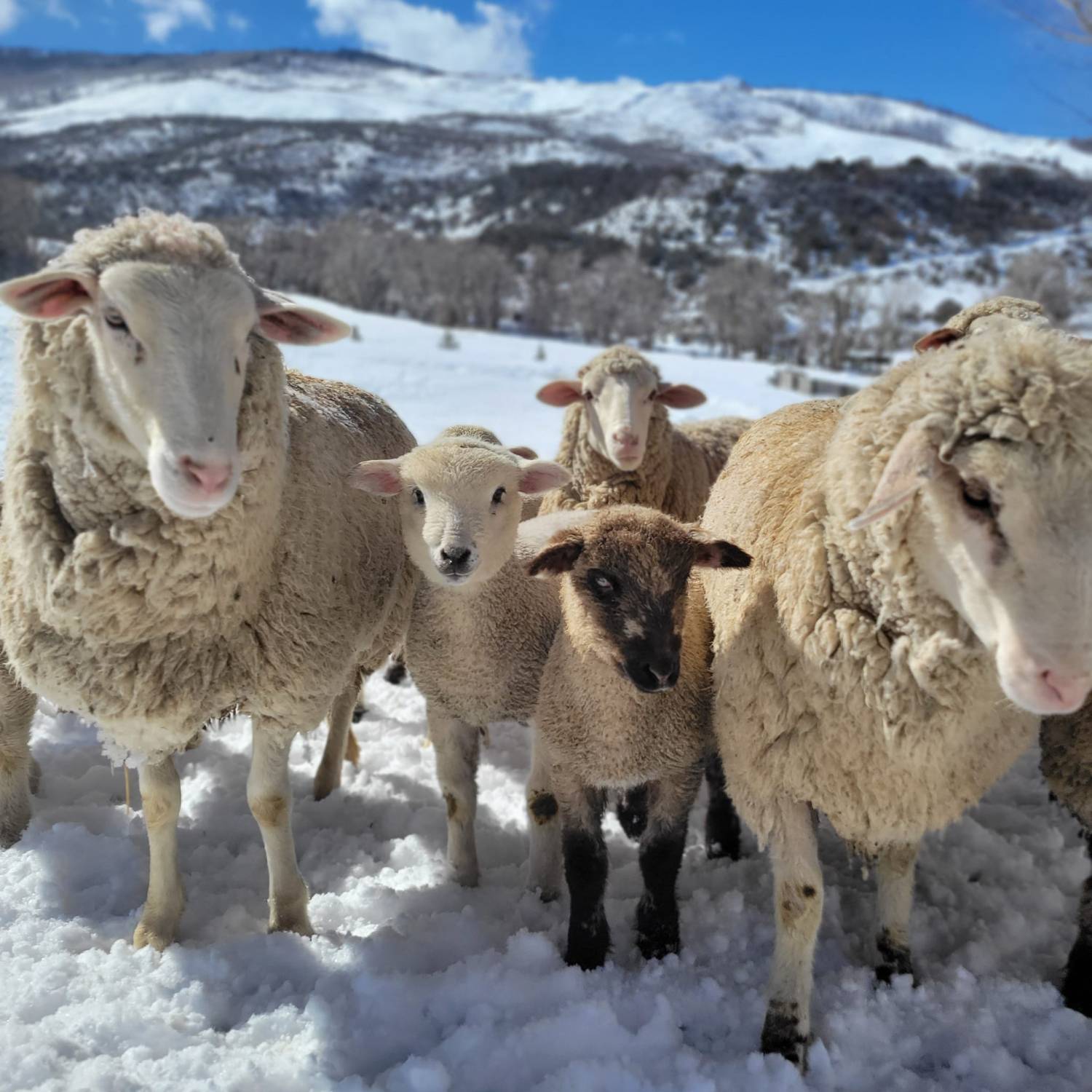 Bair Ranch: Rustling Up Authentic Colorado Adventures